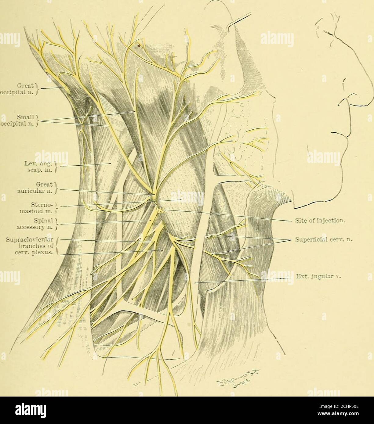 Occipital Nerves High Resolution Stock Photography and Images - Alamy