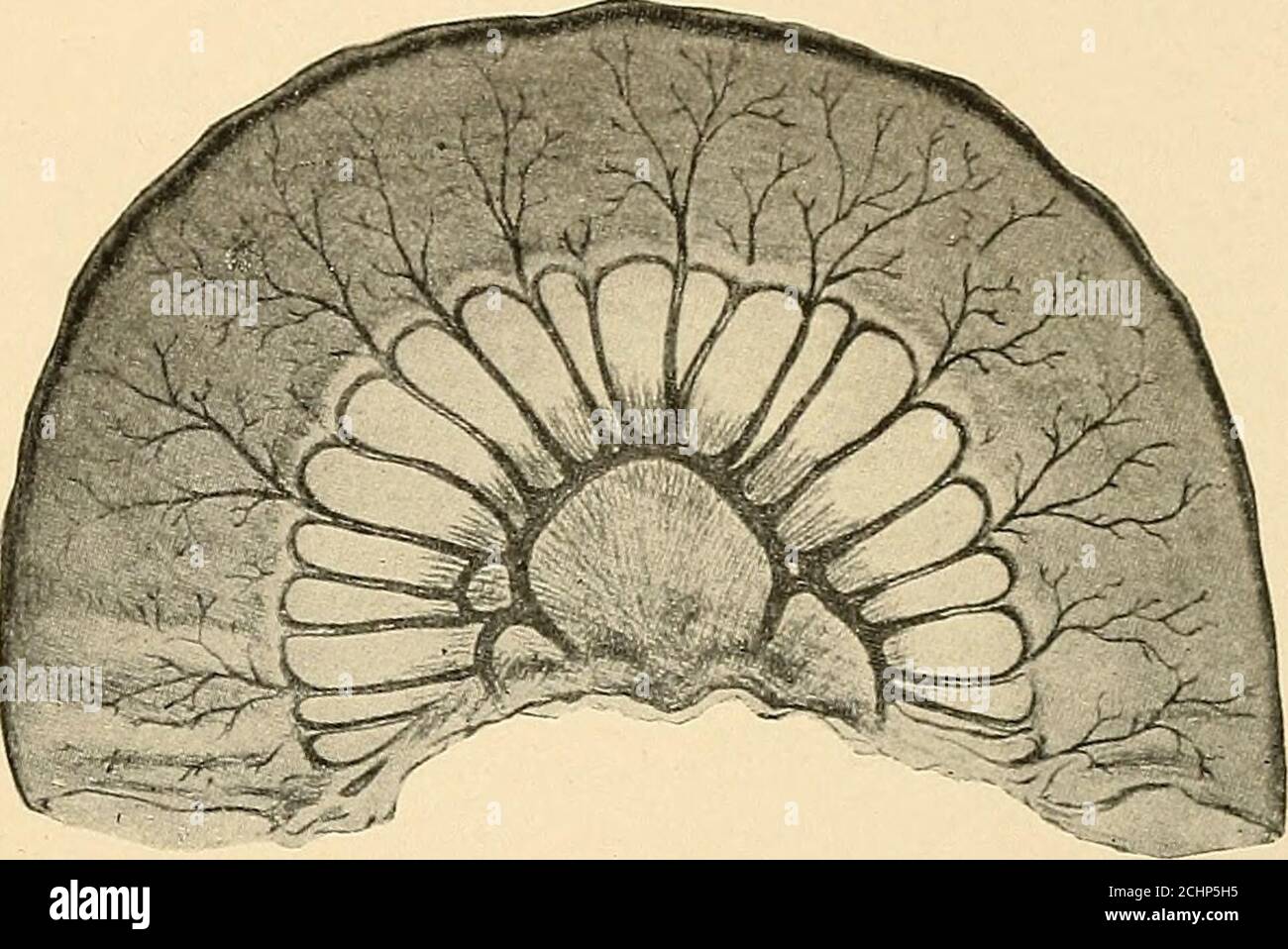 Gunshot wound abdomen hi-res stock photography and images - Alamy