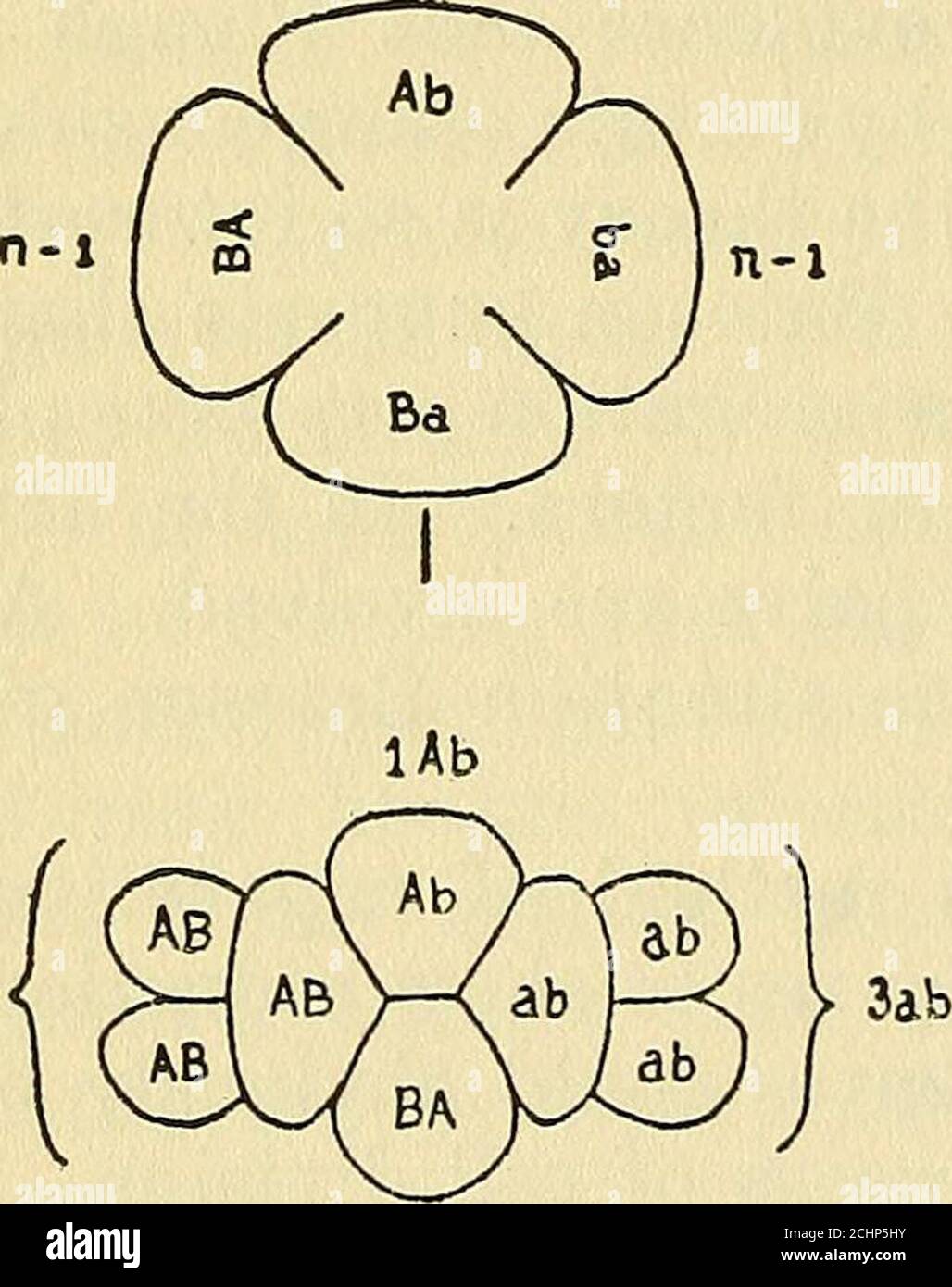 Dichotomous division hi-res stock photography and images - Alamy