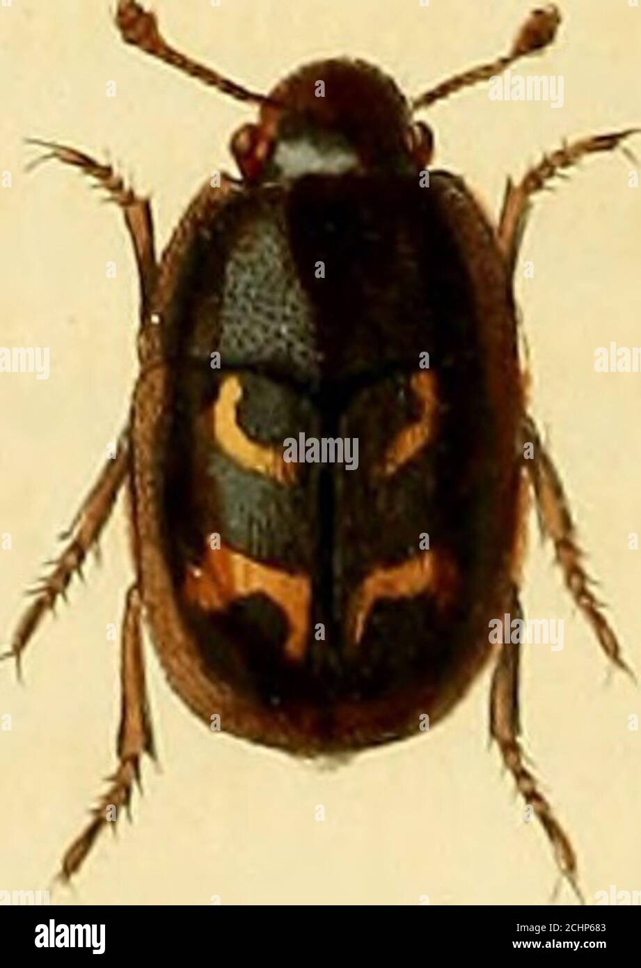 . Illustrations of British entomology; or, A synopsis of indigenous ...