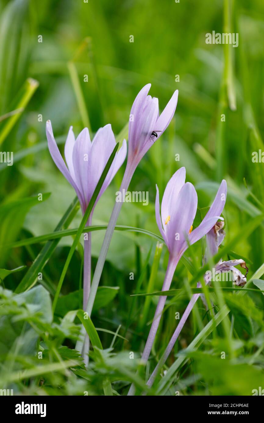 Colchicum autumnale autumn crocus hi-res stock photography and images ...