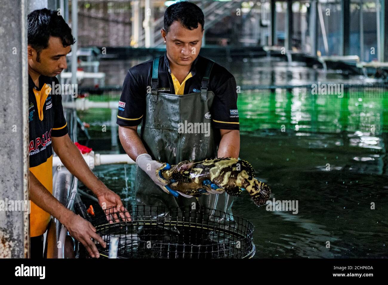 Grouper fish farming hi-res stock photography and images - Alamy