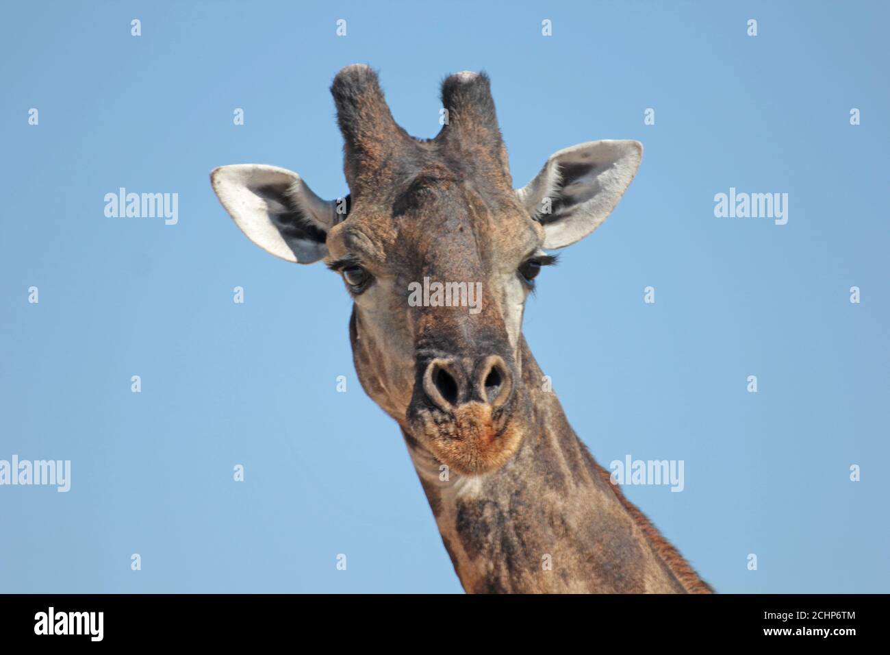 Shot of a cute giraffe Stock Photo - Alamy