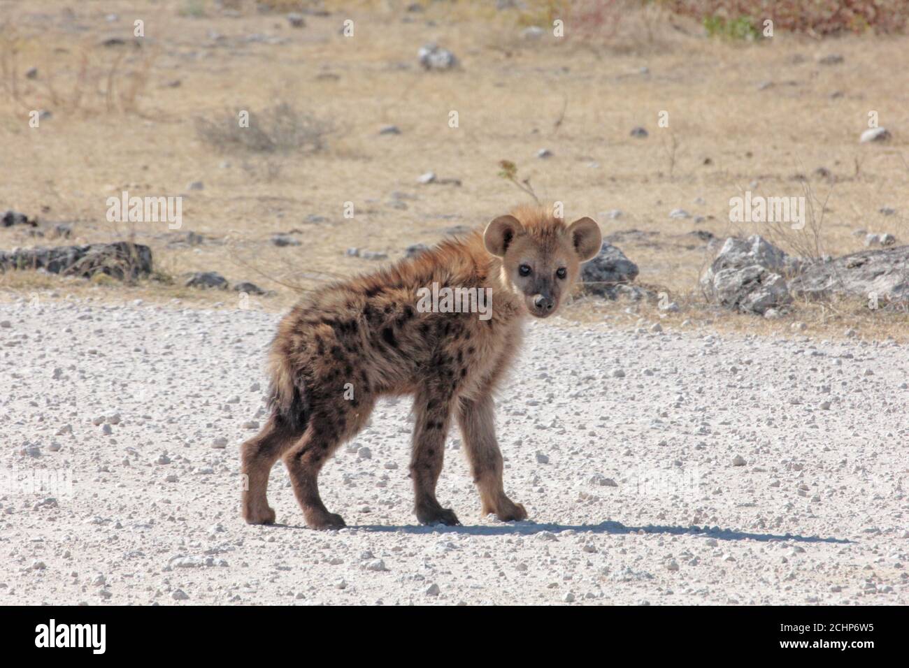 Shot of a cute Spotted hyena Stock Photo - Alamy