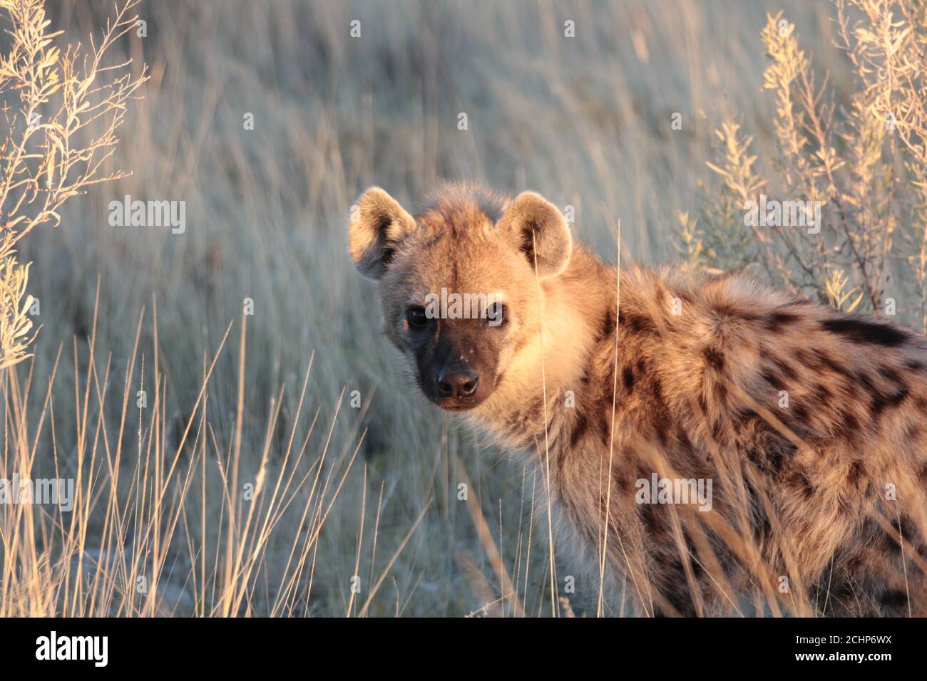 Shot of a cute Spotted hyena Stock Photo - Alamy