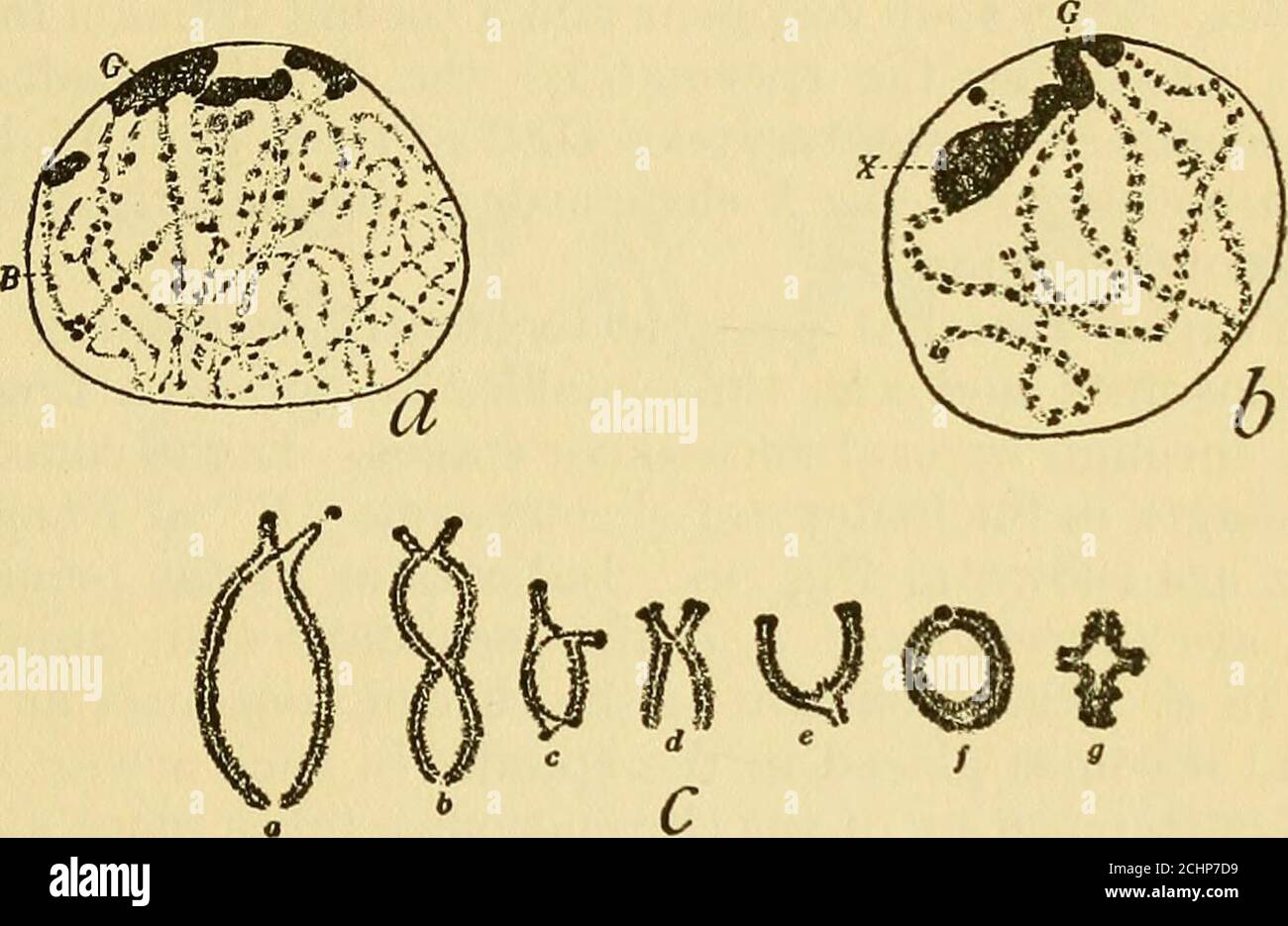 Chromosome staining hi-res stock photography and images - Alamy