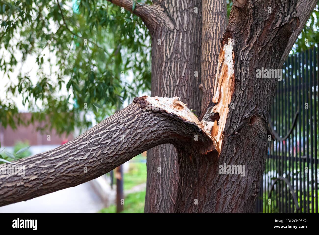 Crack willow leaf hi-res stock photography and images - Alamy