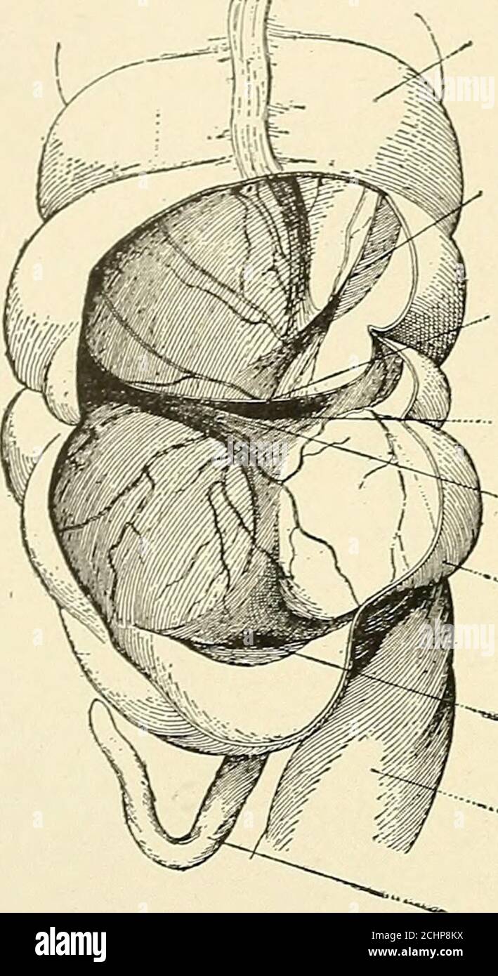 Caecal veins hi-res stock photography and images - Alamy