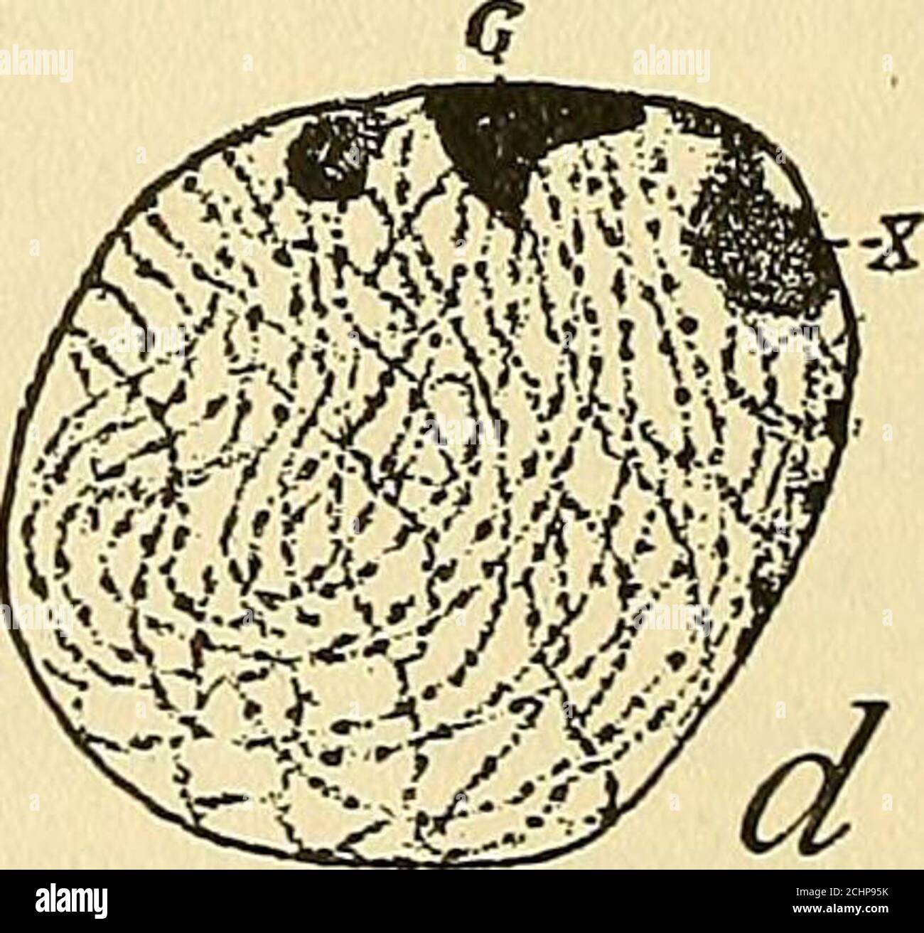 Leptotene hi-res stock photography and images - Alamy