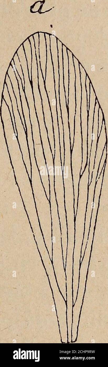 Sphenophyllum hi-res stock photography and images - Alamy