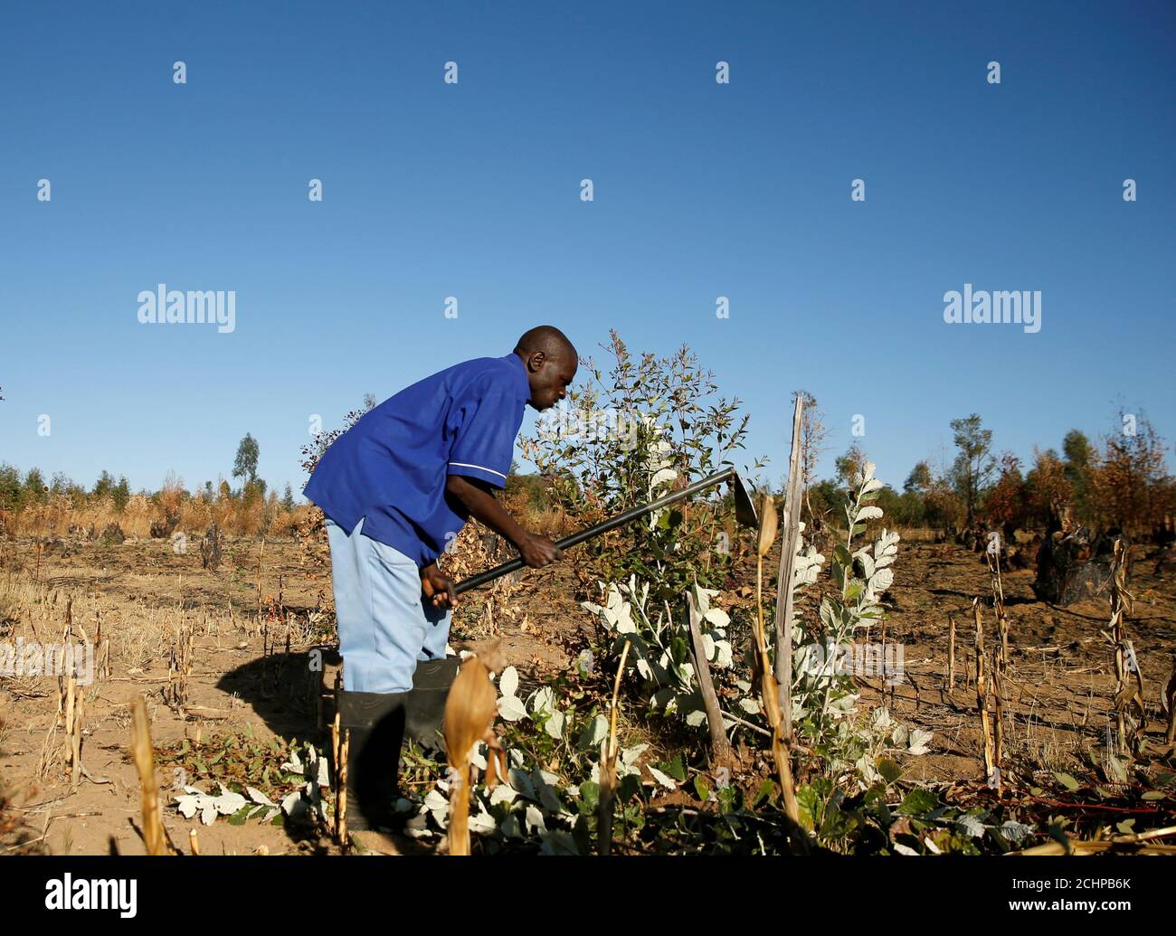 Macheke High Resolution Stock Photography and Images - Alamy