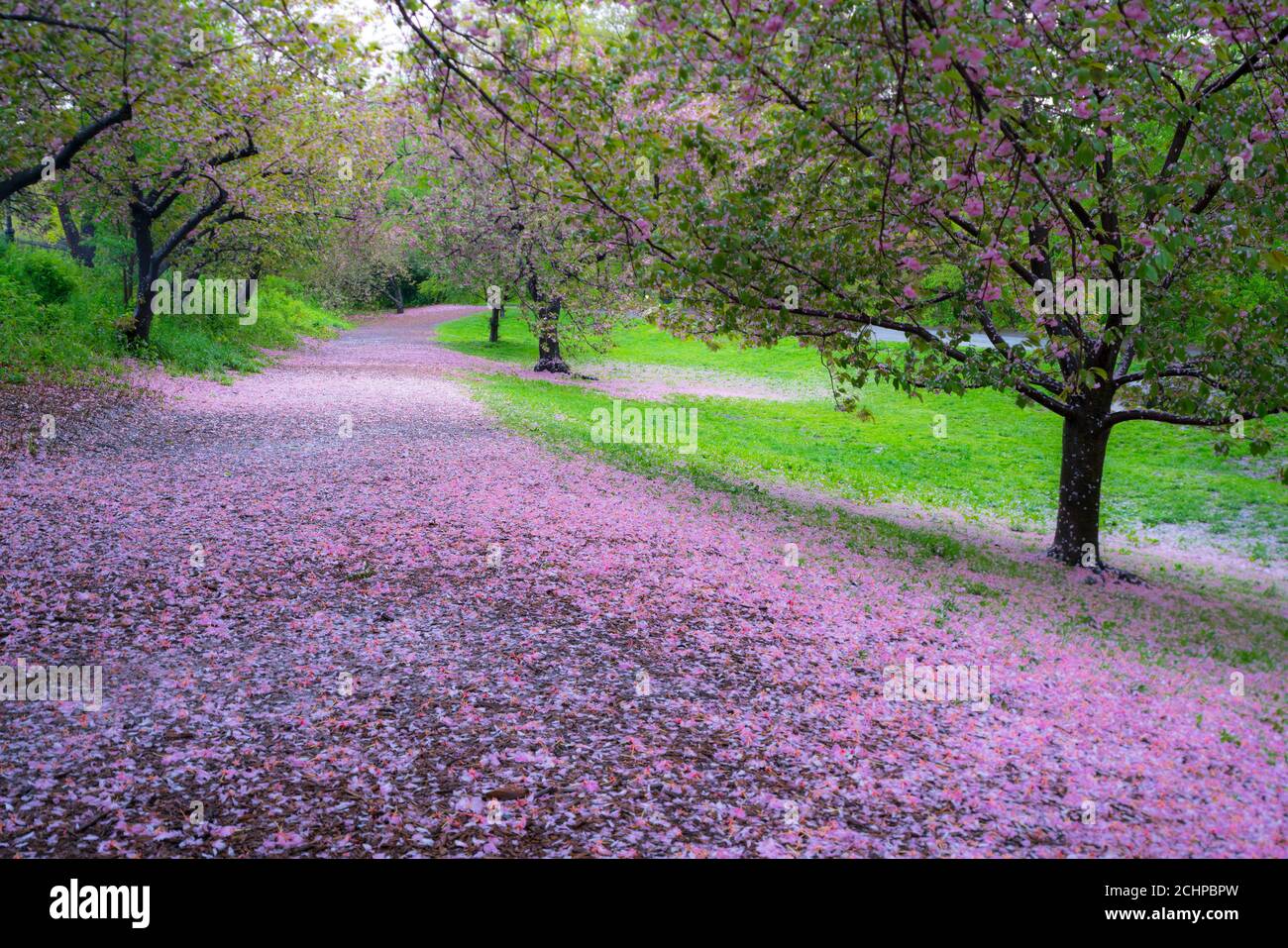Myriad of fallen Cherry petals cover the footpath at Central Park New ...