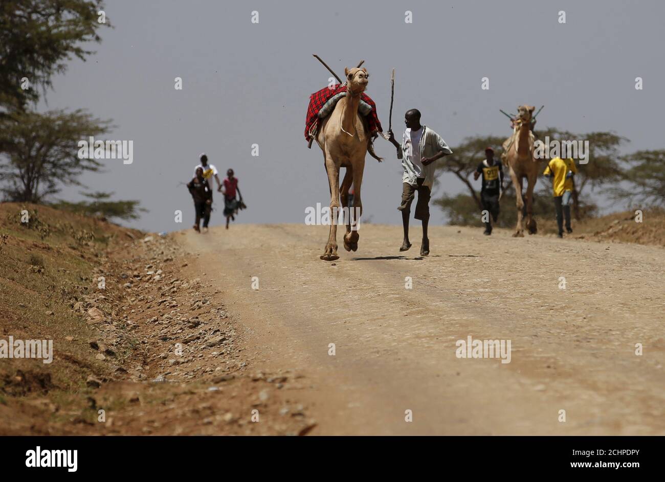 Cattle herding competition hi-res stock photography and images - Alamy