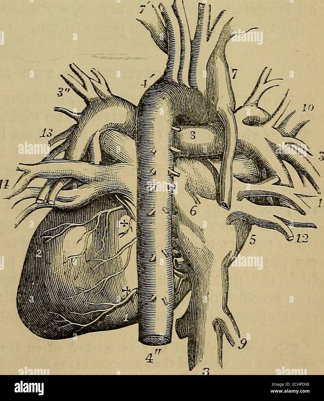 Prone posture position hi-res stock photography and images - Alamy