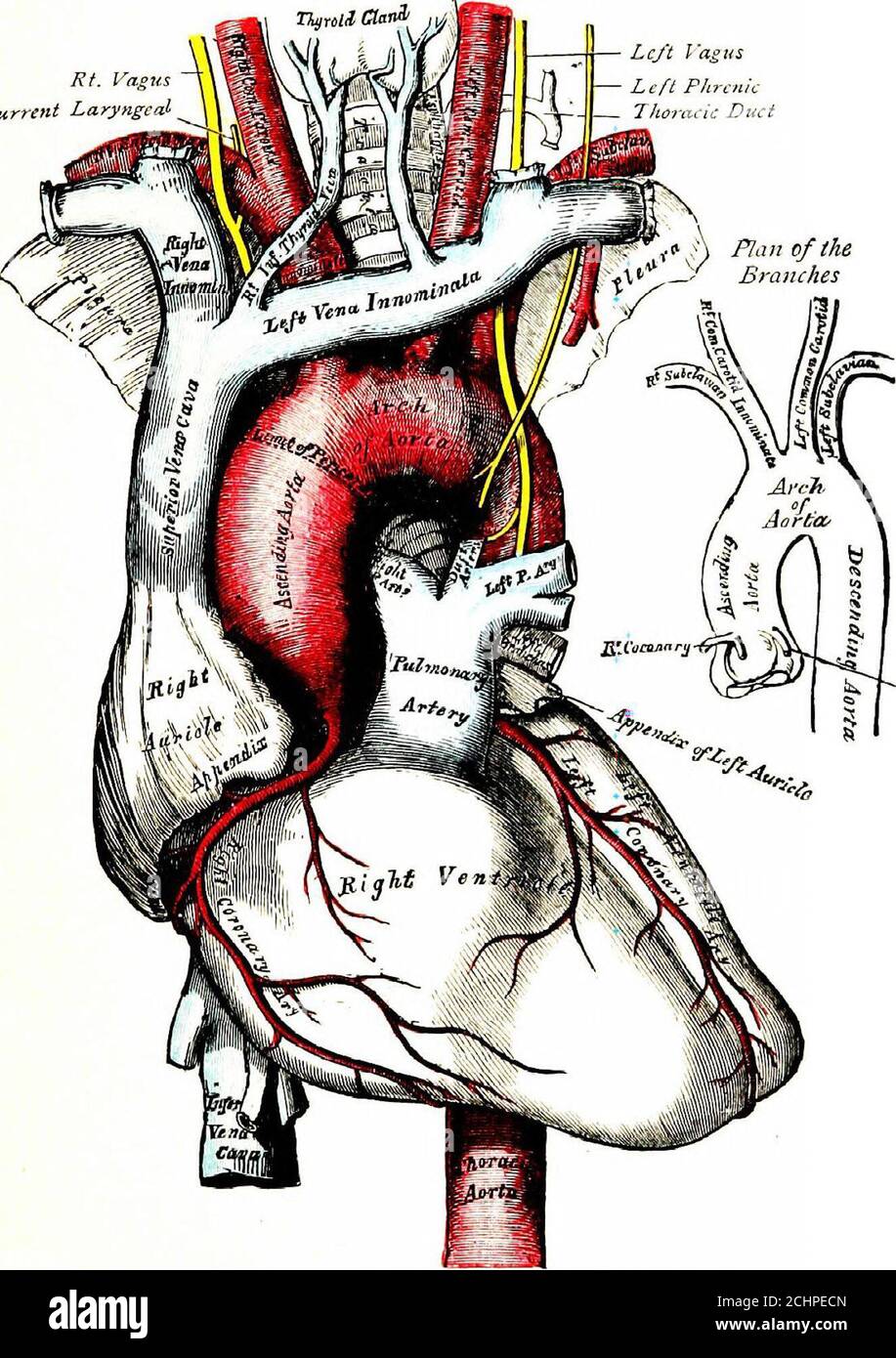 . Human physiology . een the lungs, having itsbroad end or base upwards ...