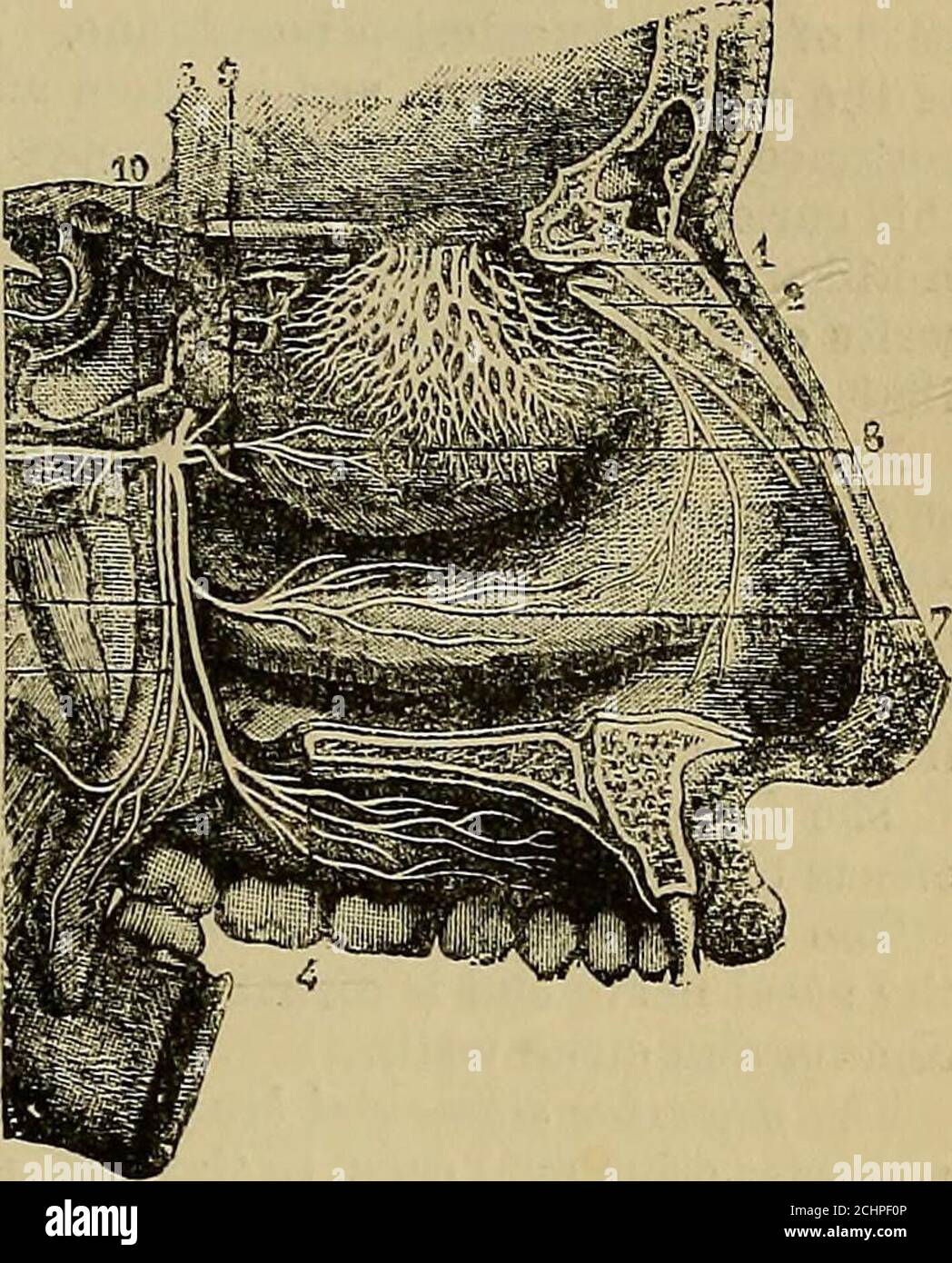 . Quain's elements of anatomy . ose plexus, with elongated and narrow ...