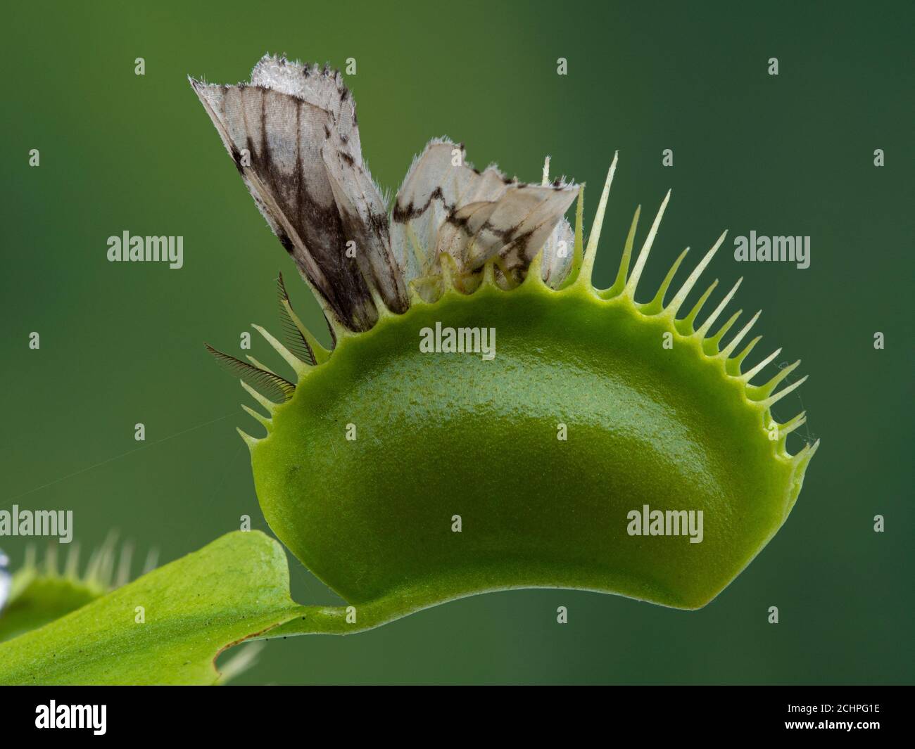 side view of a trap of a green venus flytrap carnivorous plant, Dionaea ...