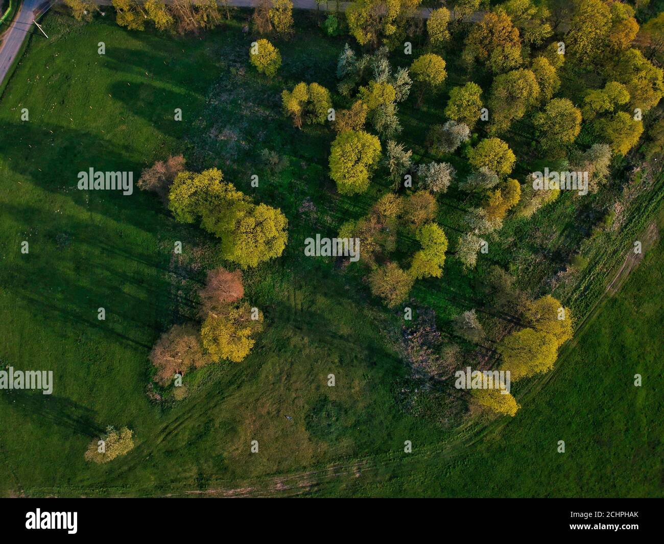 Aerial top view of green trees in a park Stock Photo - Alamy