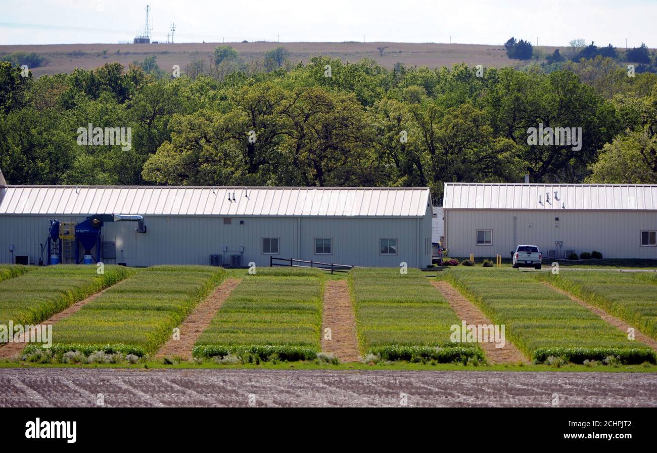 Hybrid wheat seeds hi-res stock photography and images - Alamy