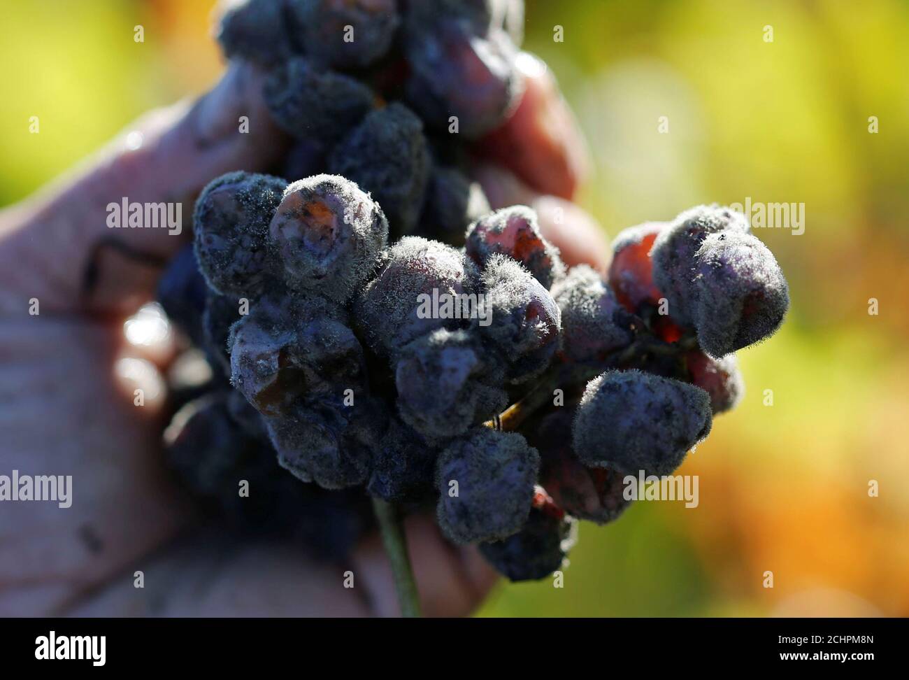 Botrytis noble rot vineyard hi-res stock photography and images - Alamy