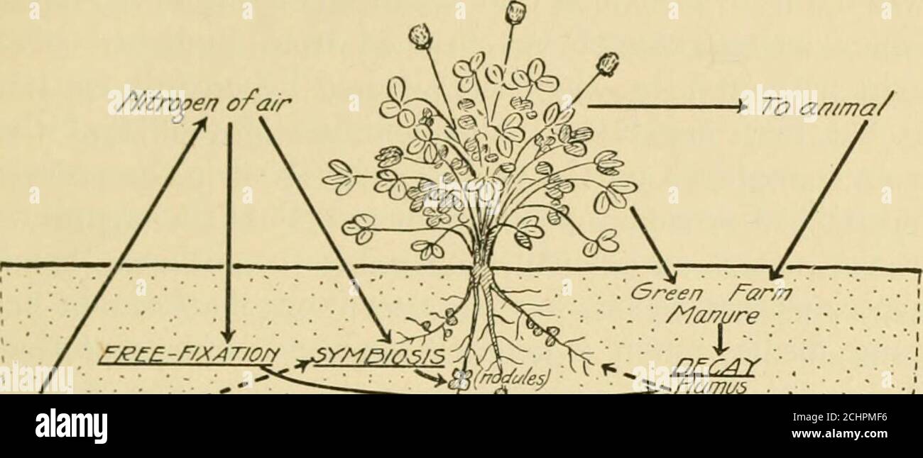 Nitrobacter hi-res stock photography and images - Alamy