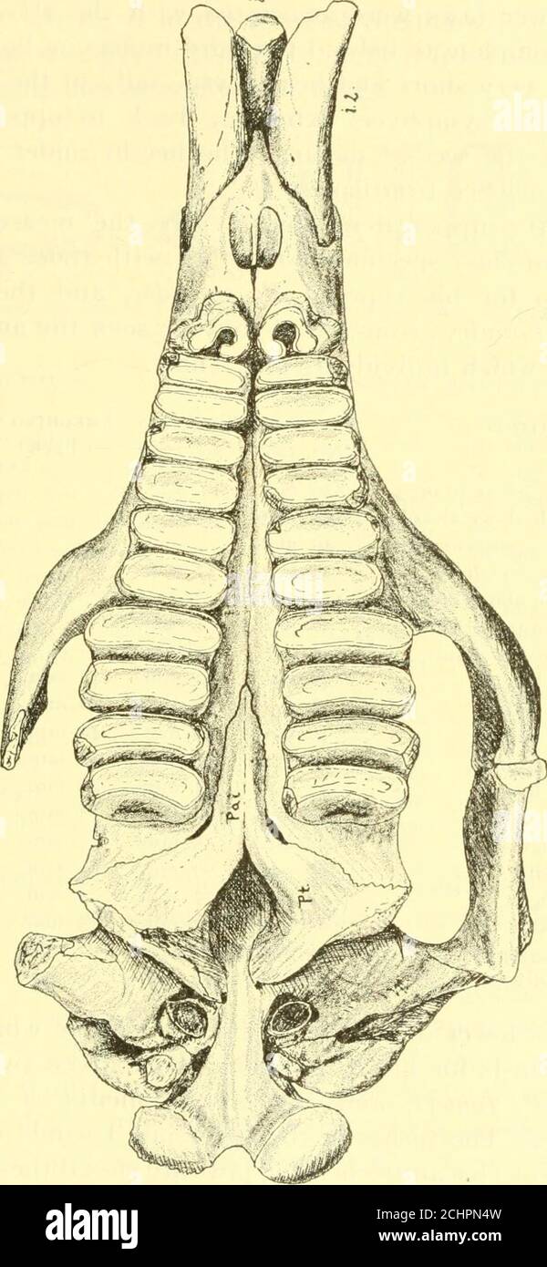 Tushes hi-res stock photography and images - Alamy