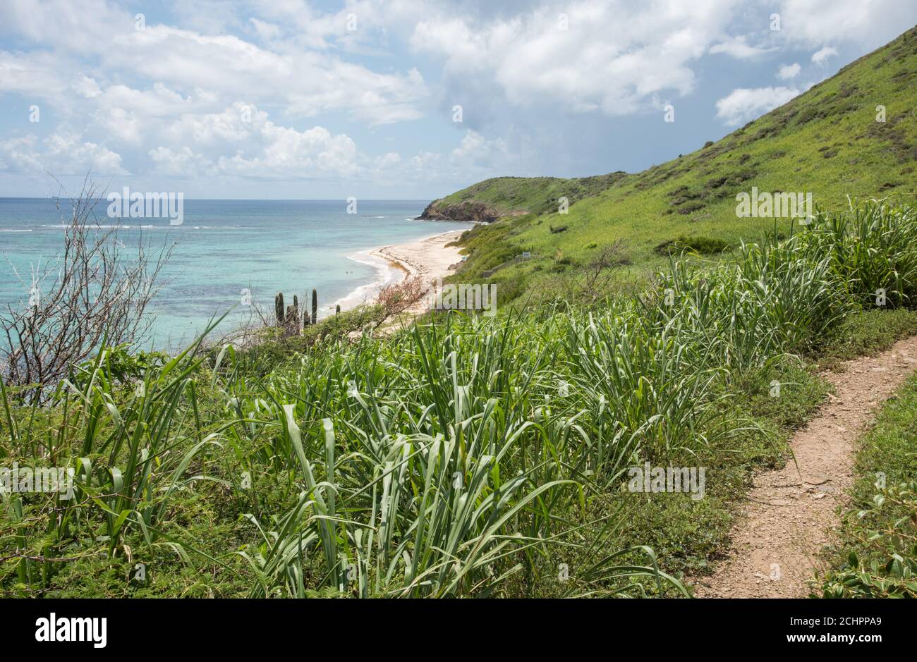 Stunning Caribbean Sea view from path with lush, coastal greenery on a ...