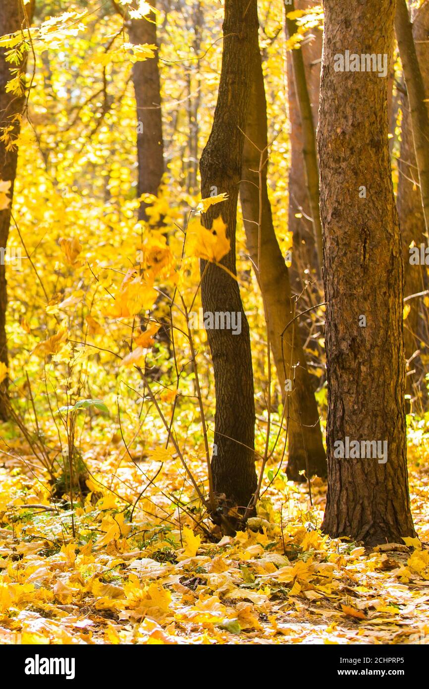 Collection of beautiful colorful autumn leaves. Nature and season ...