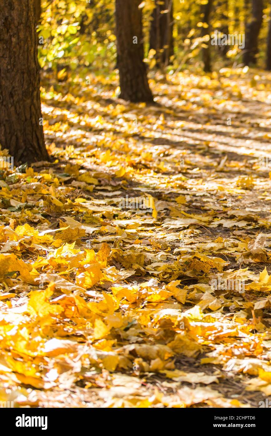 Collection of beautiful colorful autumn leaves. Nature and season ...