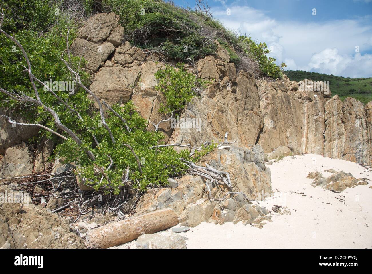 Natural coastal rock with native plants under a blue sky with clouds on ...