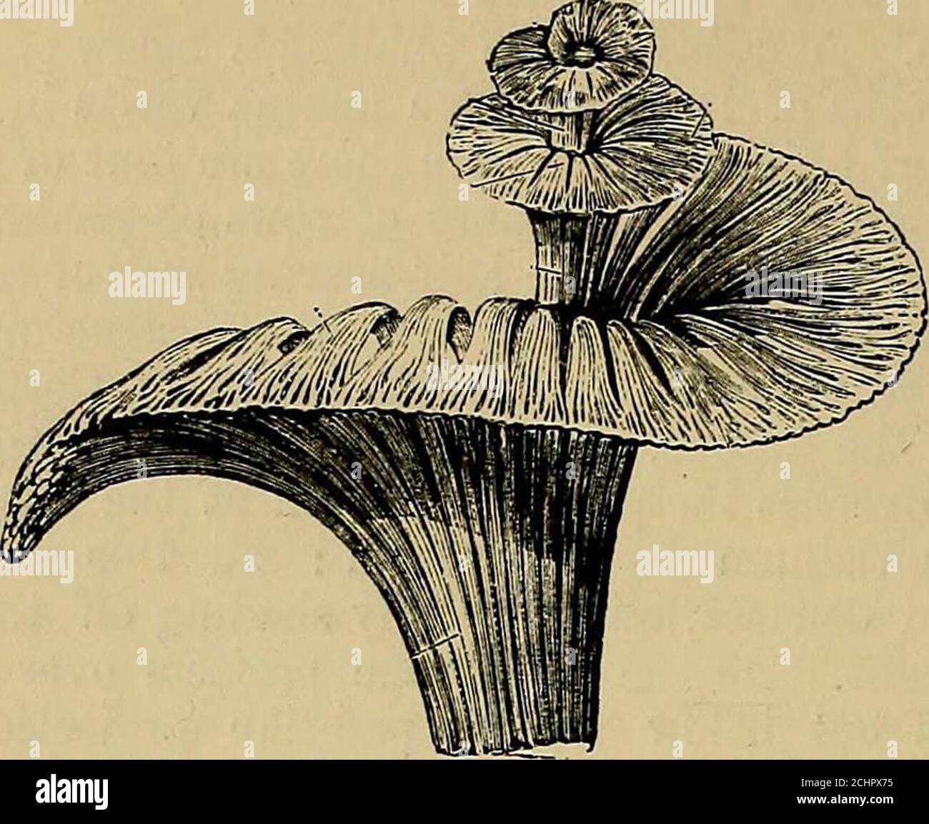 . Quain's elements of anatomy . bony canals, which first follow the ...