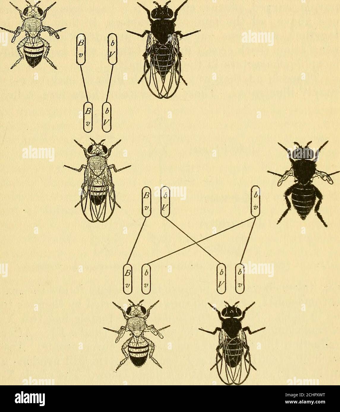 Mutant gene hi-res stock photography and images - Alamy