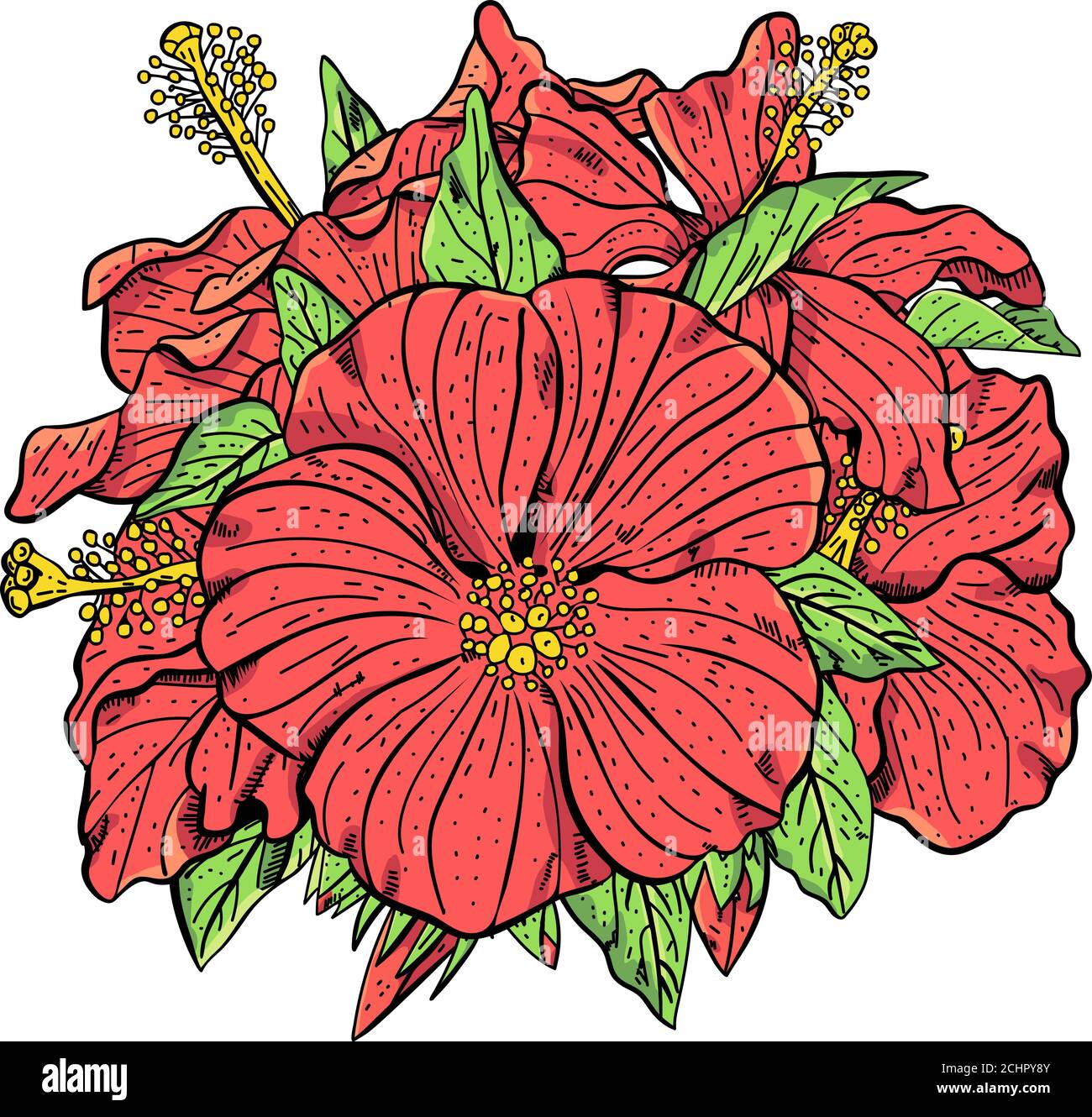 Hibiscus flower in realistic hand-drawn style isolated on white ...