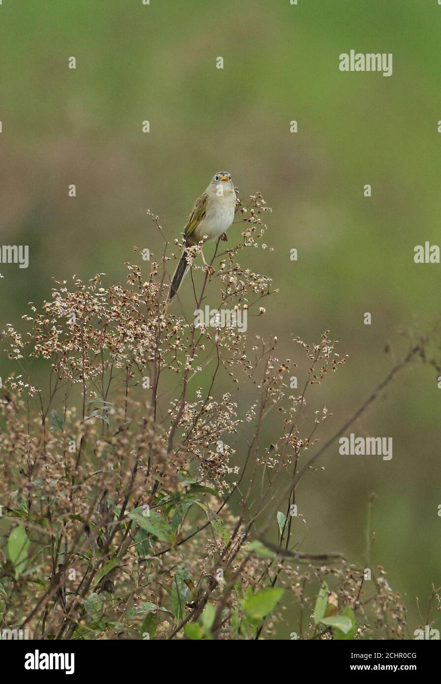 Wedge-tailed Grass-finch (Emberizoides herbicola herbicola) adult ...