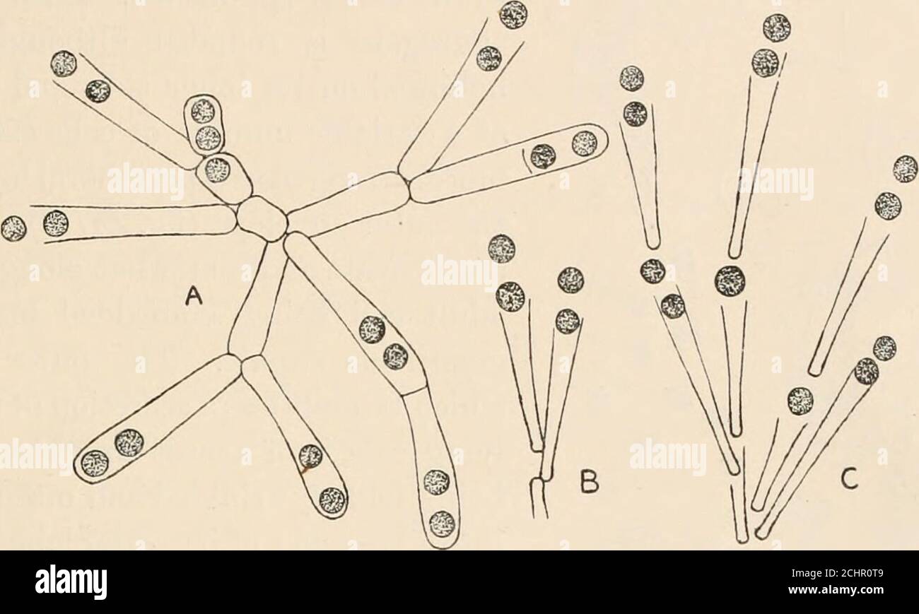 Isogametes hi-res stock photography and images - Alamy