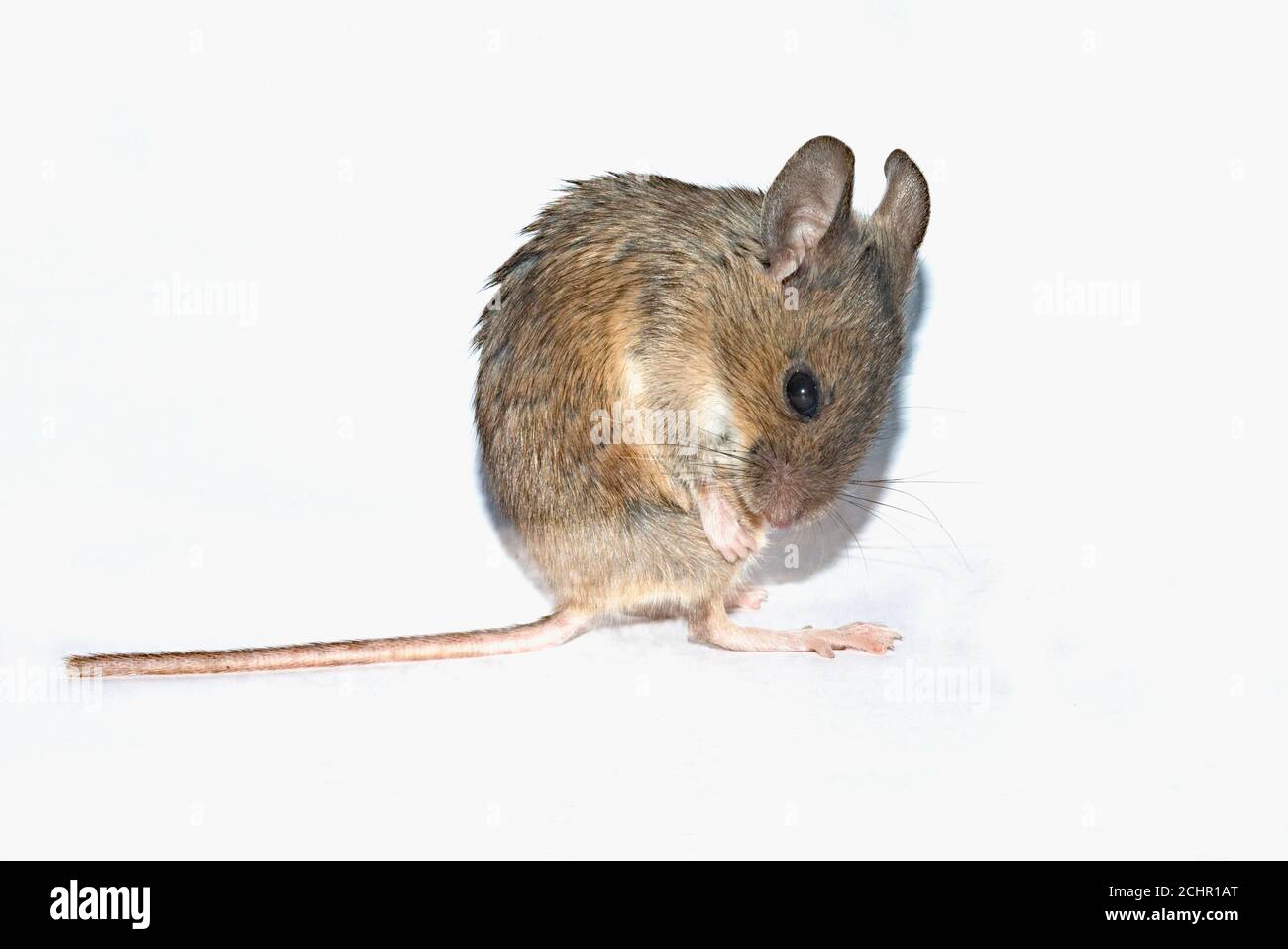 Field Mouse Uk High Resolution Stock Photography and Images - Alamy