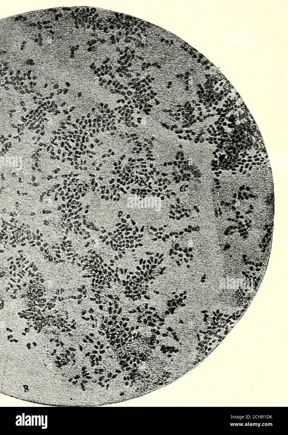 . Principles of agricultural chemistry [microform] . «> â¢ â¢â¢* V * i ...