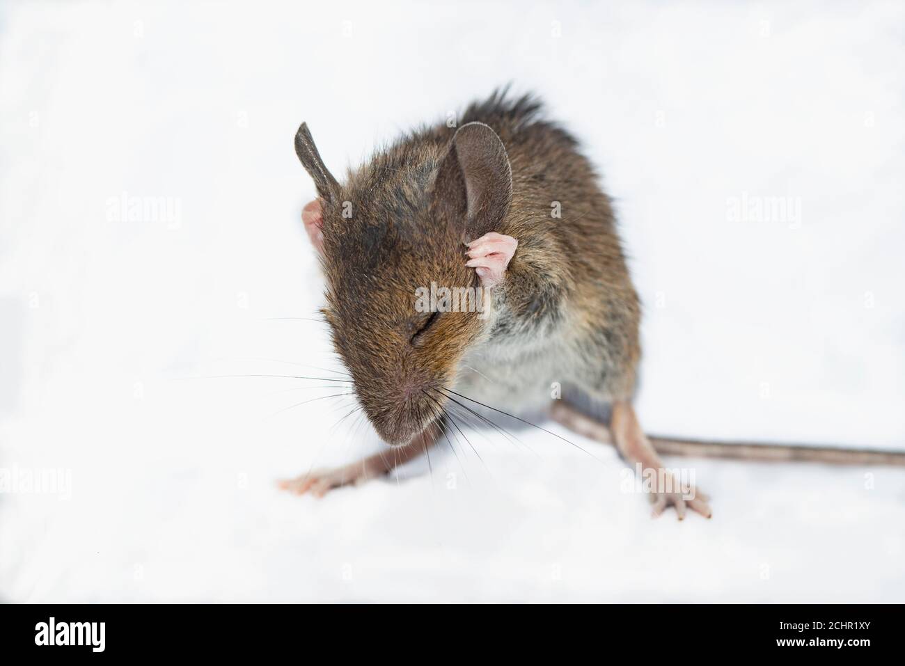 Mouse washing hi-res stock photography and images - Alamy