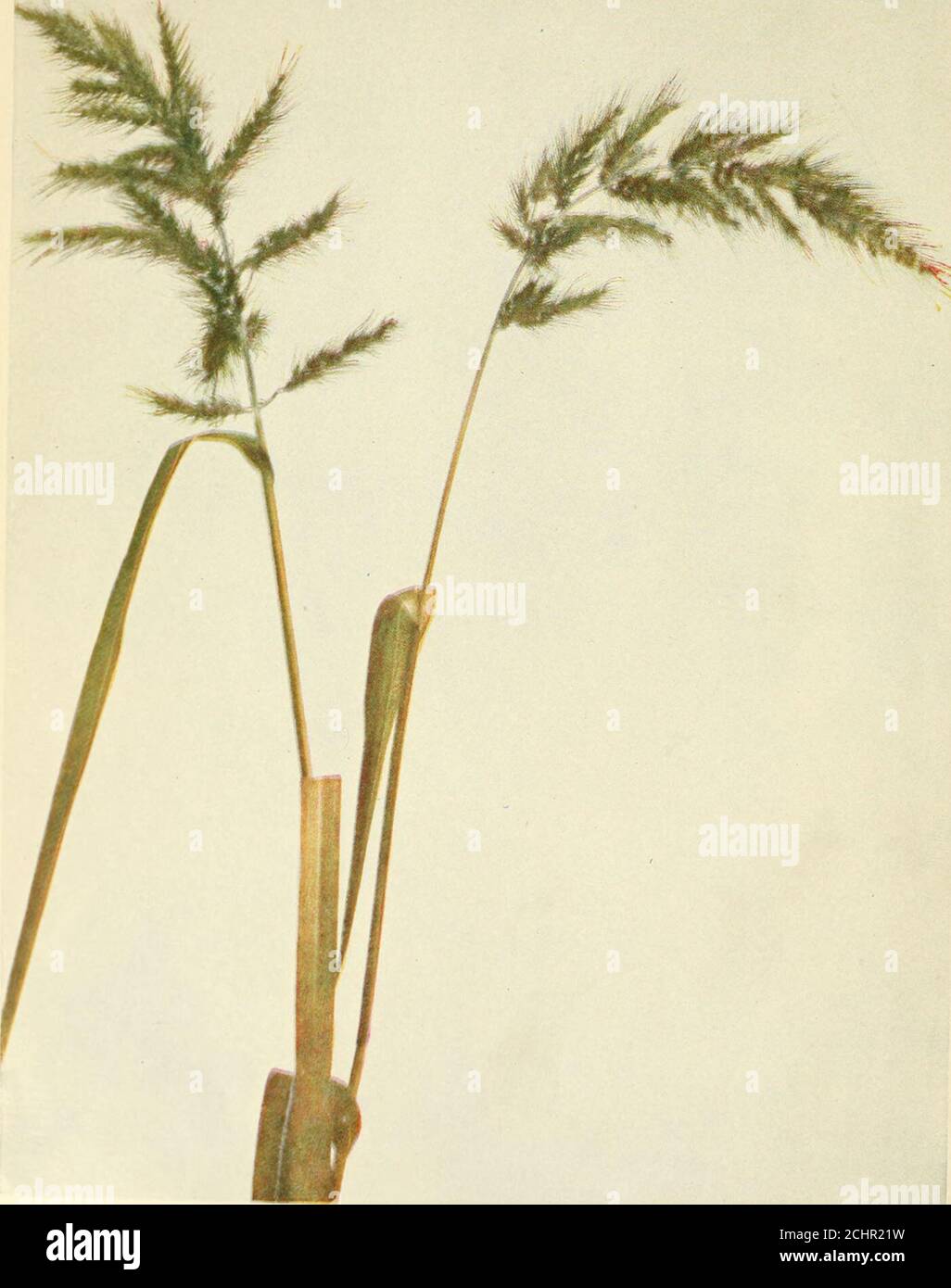 . The book of grasses : an illustrated guide to the common grasses, and ...