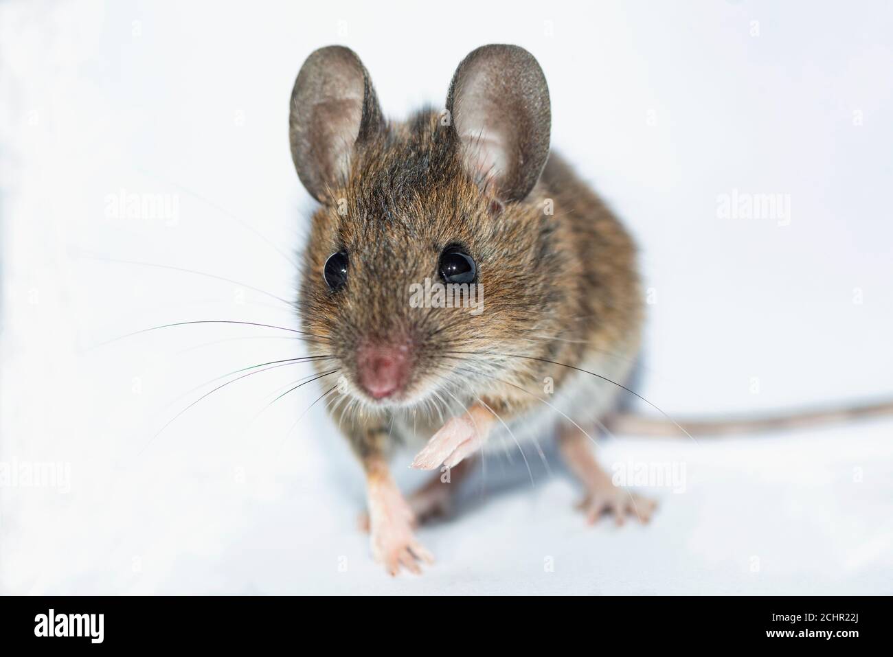 Field mouse. UK Stock Photo - Alamy