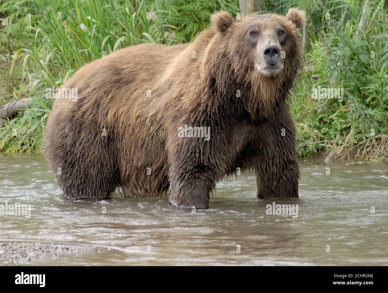 Big brown bear in river Stock Photo - Alamy