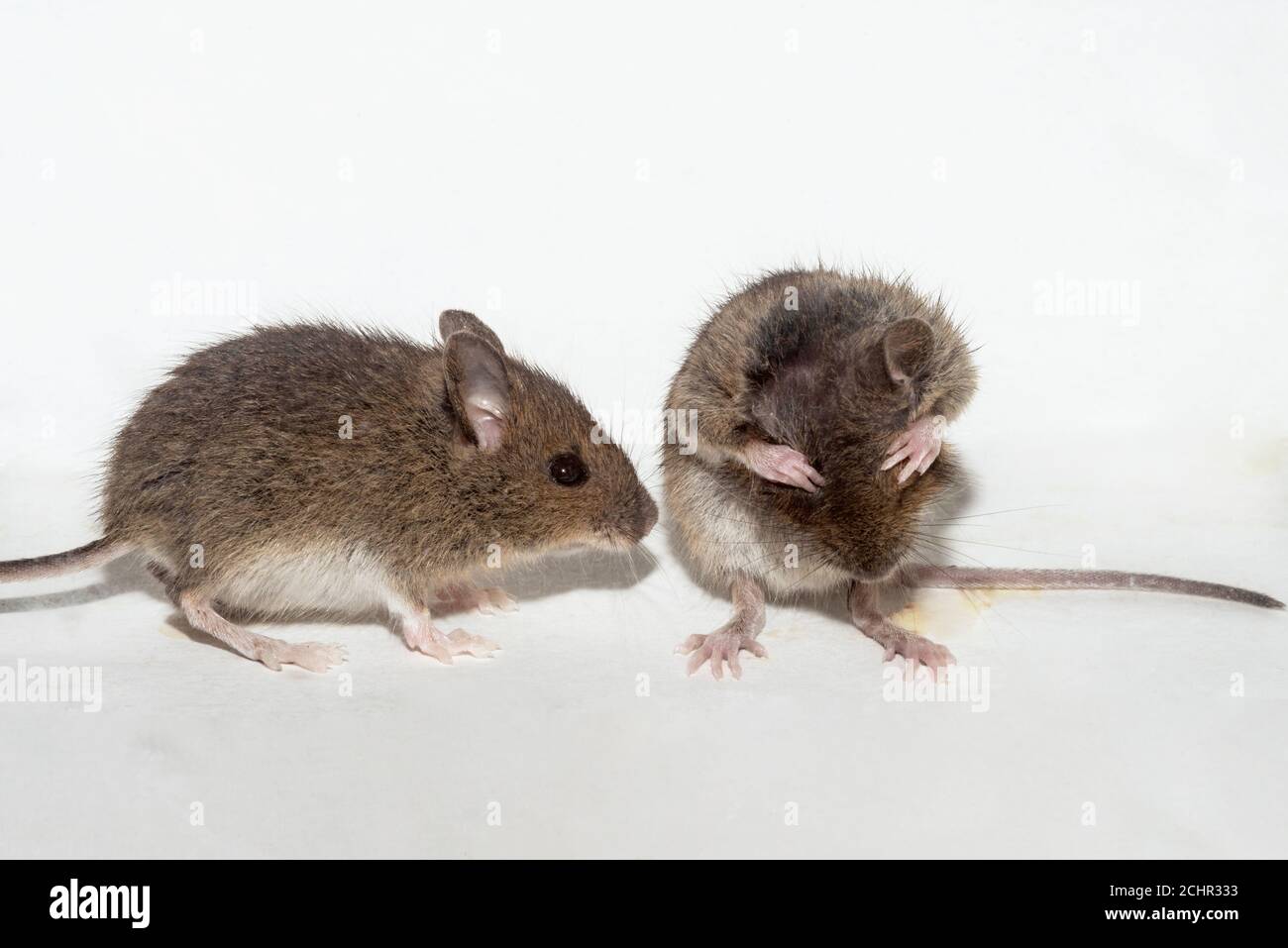 Mouse washing hi-res stock photography and images - Alamy