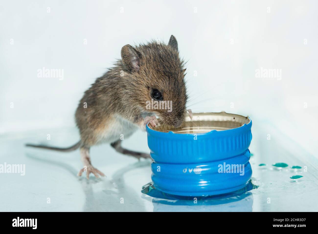 Mouse from top hi-res stock photography and images - Alamy