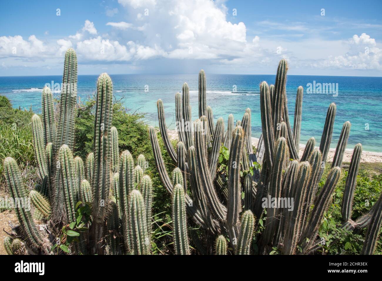 Stunning Caribbean Sea waters with abundant native cacti on a sunny day ...
