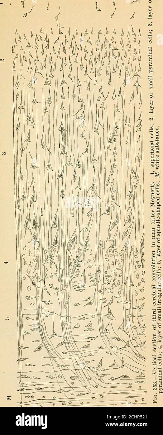 Calcarine sulcus hi-res stock photography and images - Alamy