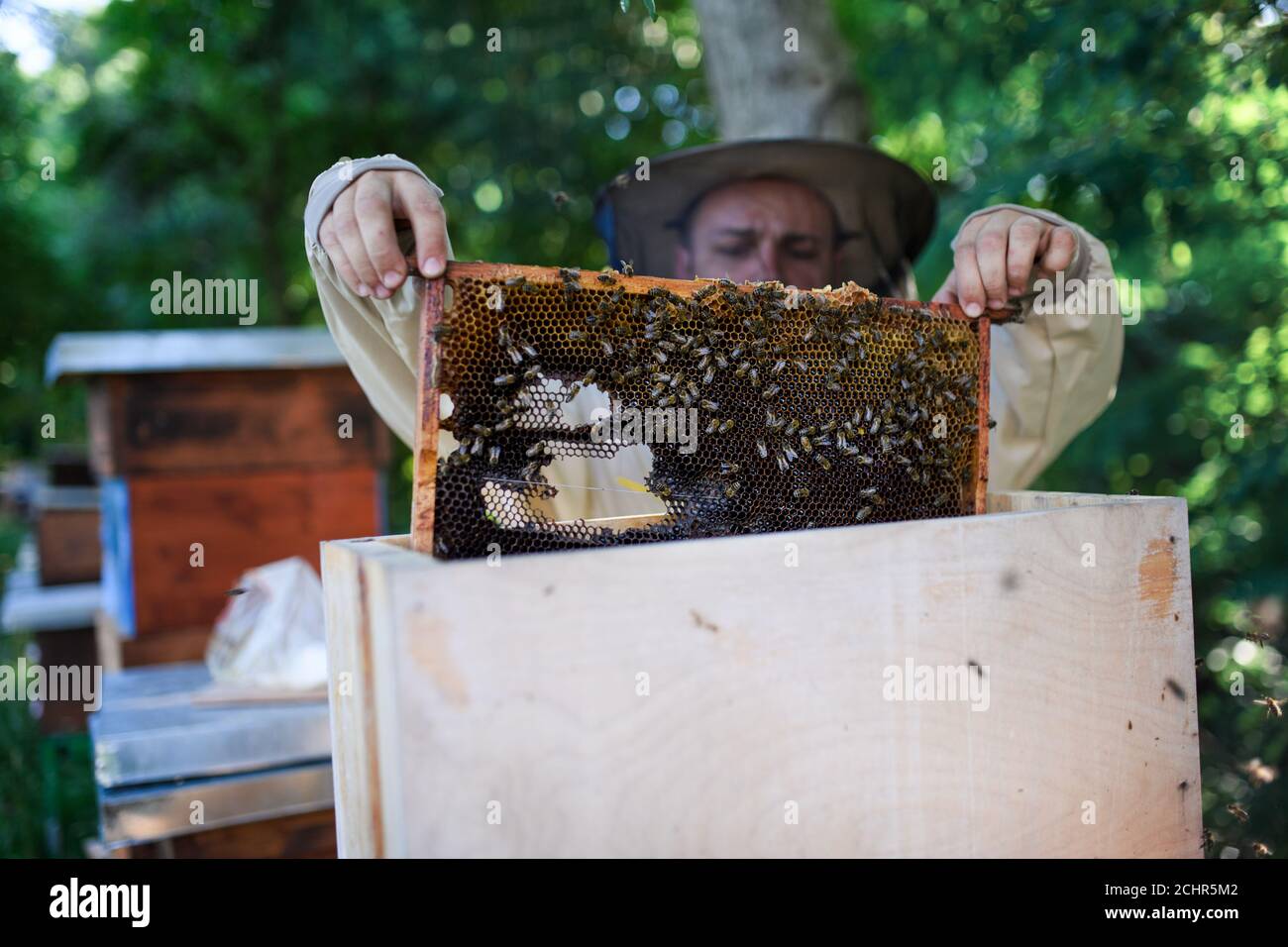 Beehive full bees bee collecting hi-res stock photography and images ...
