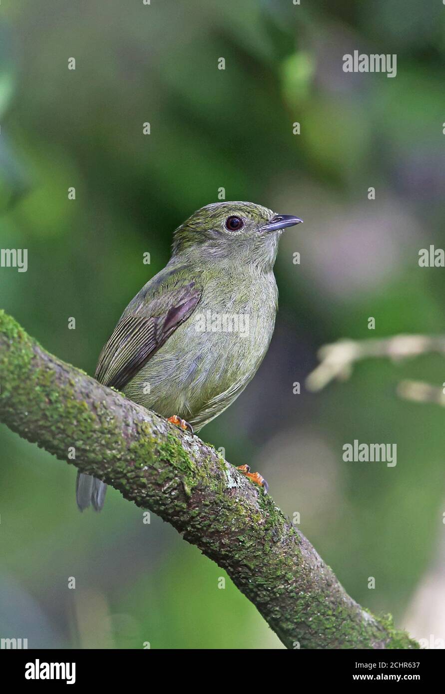 White-bearded Manakin (Manacus manacus gutturosus) adult female perched ...
