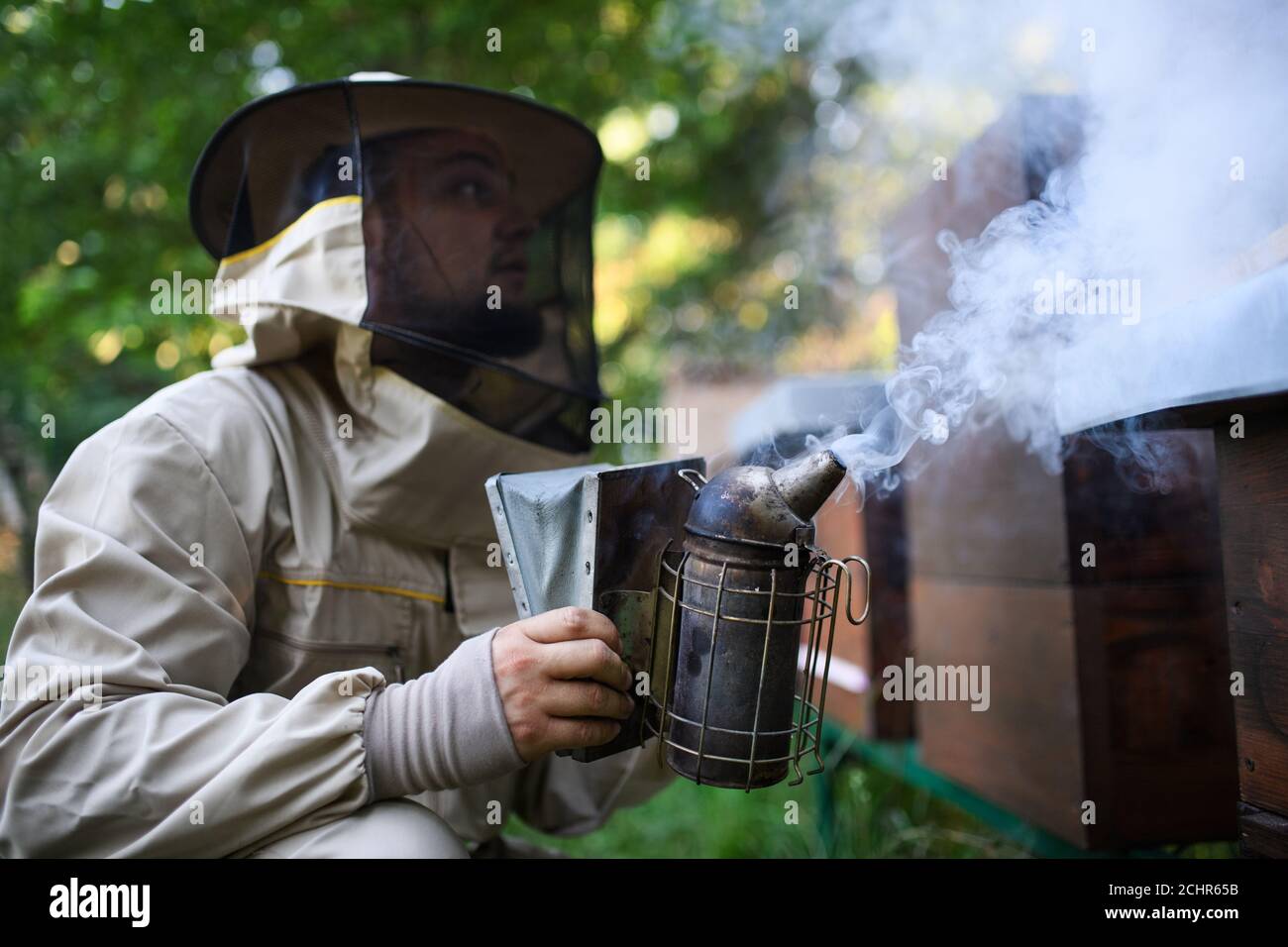 Portrait of man beekeeper working in apiary, using bee smoker Stock ...