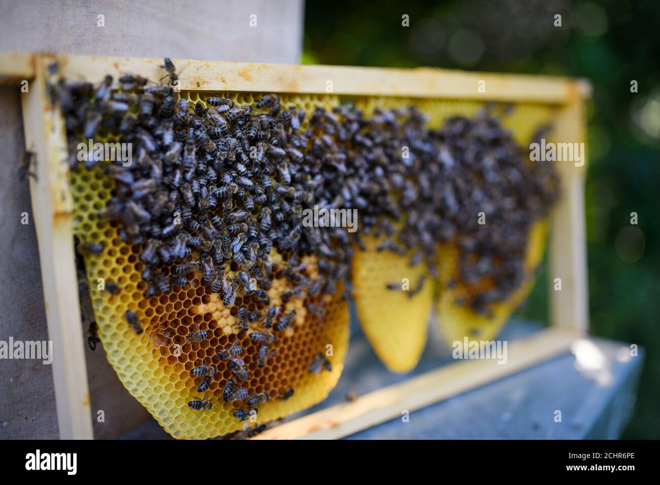 Honeycomb frame hi-res stock photography and images - Alamy
