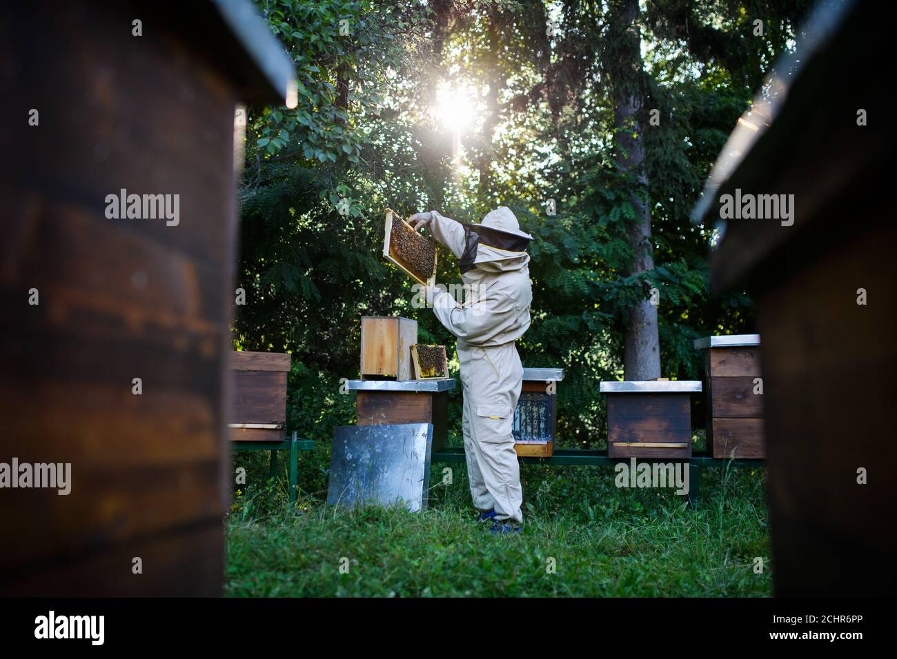 Portrait of man beekeeper working in apiary, using bee smoker Stock ...